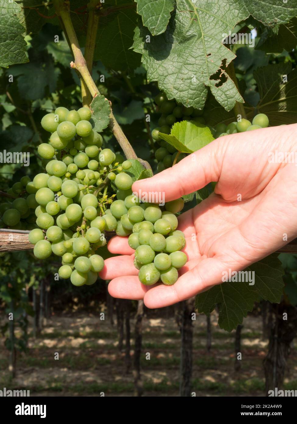 Delicious grapes with berries on the vine Stock Photo - Alamy
