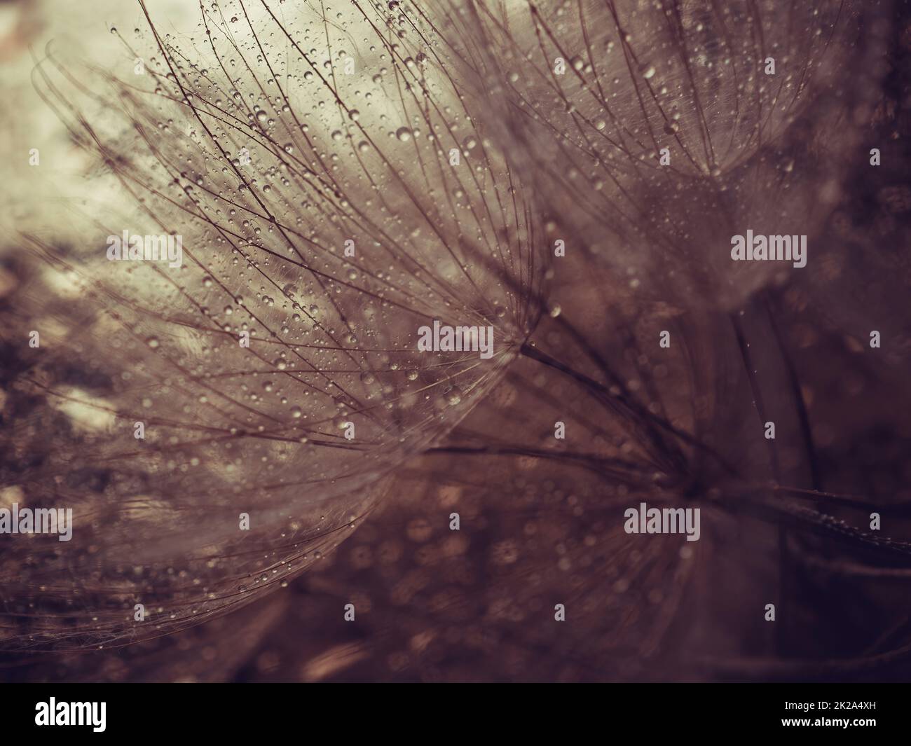 Soft focus life hi-res stock photography and images - Alamy