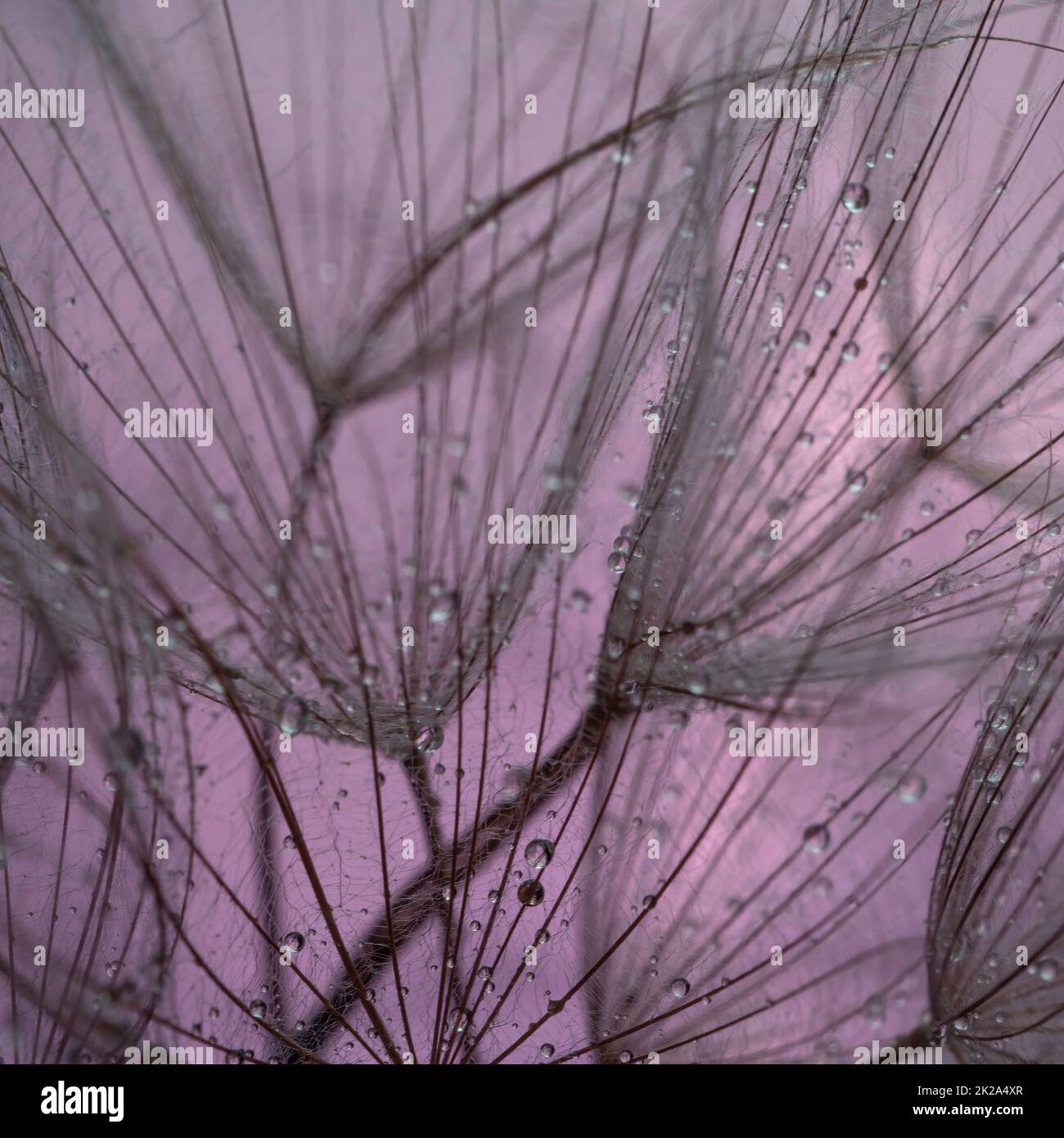 Beautiful blue red dandelion hi-res stock photography and images - Alamy