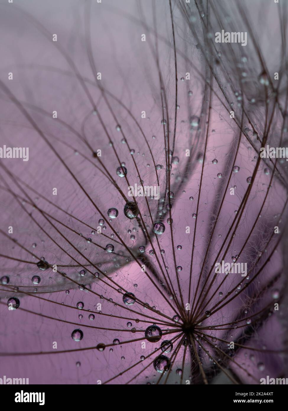 Abstract dandelion flower background. Seed macro closeup. Soft focus ...