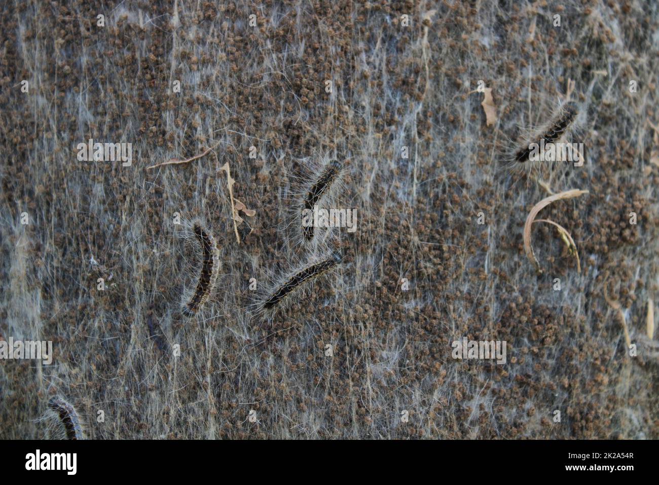 oak processionary moth on a tree Stock Photo - Alamy