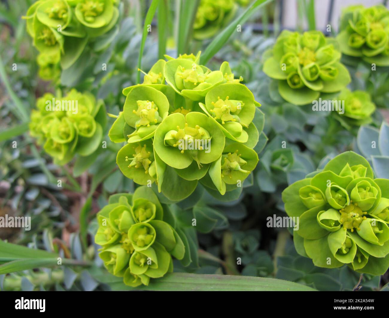 Flowering myrtle spurge, Euphorbia myrsinites, in spring Stock Photo ...