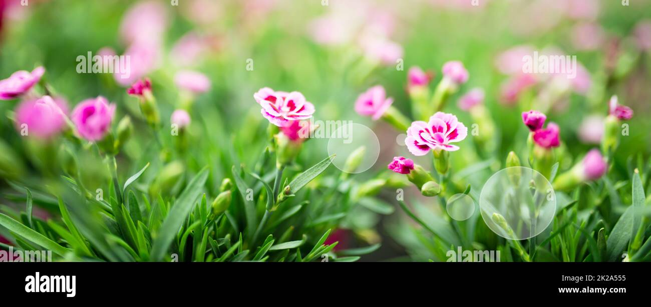 Bright pink flower field in spring Stock Photo - Alamy