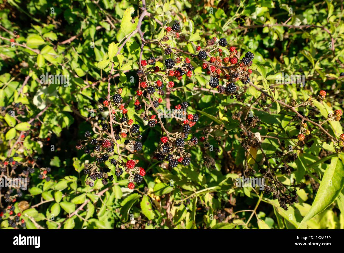 Blooming mulberry tree. Black and red mulberries on the branch of tree ...