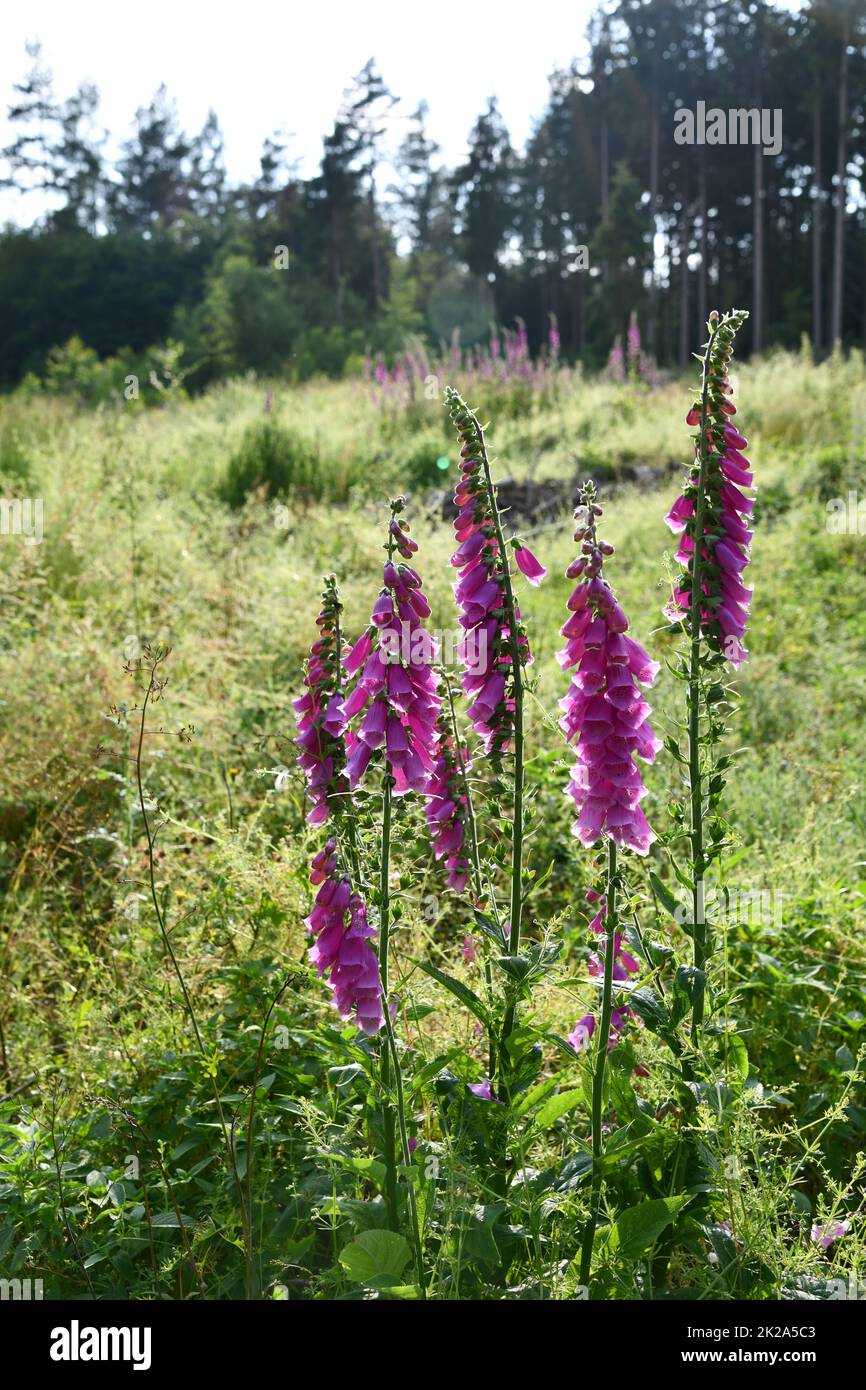 blooming foxgloves at the edge of the forest Stock Photo - Alamy