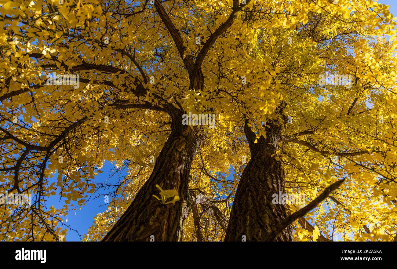 Fall Yellow Foliage Stock Photo - Alamy