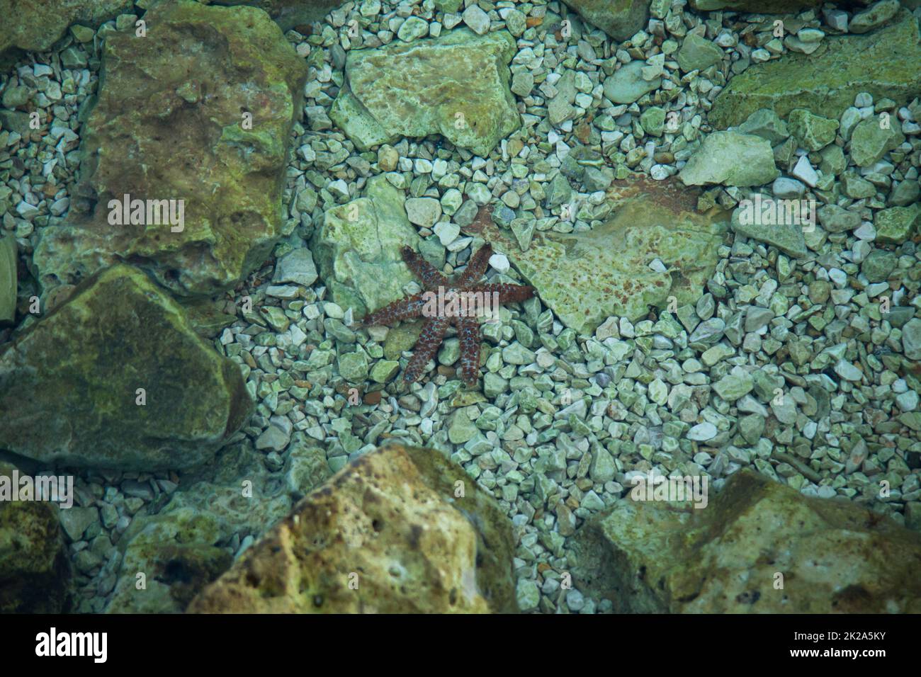 starfish at the bottom of the sea Stock Photo - Alamy
