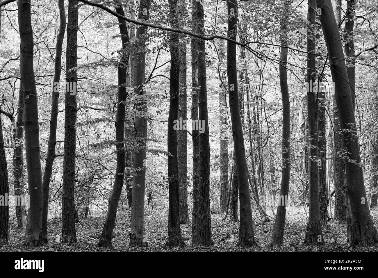 tree scapes, woodland architecture in monochrome Stock Photo - Alamy