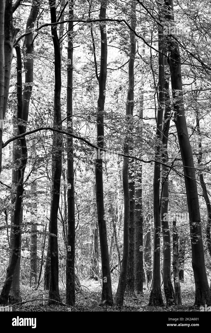 tree scapes, woodland architecture in monochrome Stock Photo - Alamy