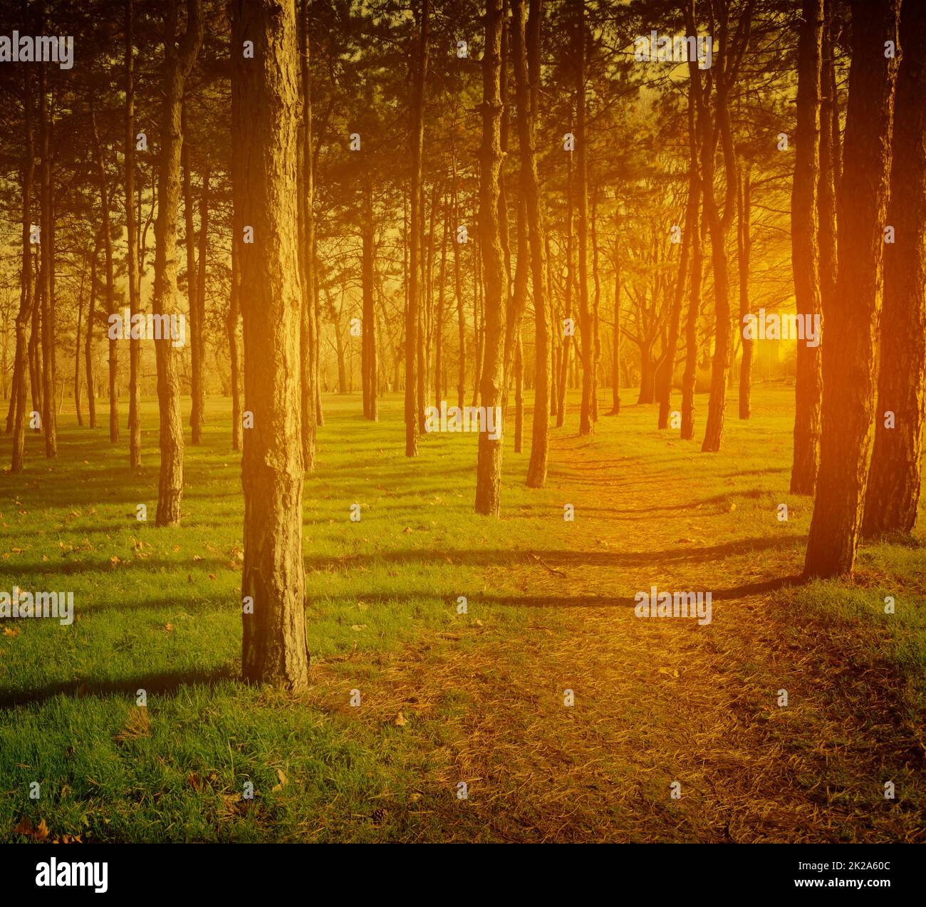 Crossprocess hi-res stock photography and images - Alamy
