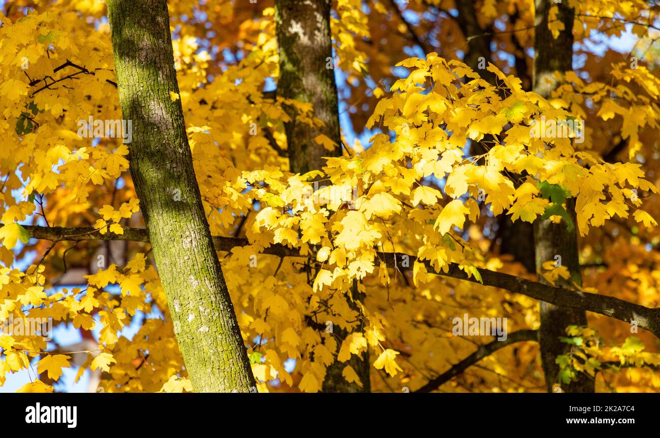 Fall Yellow Foliage Stock Photo - Alamy