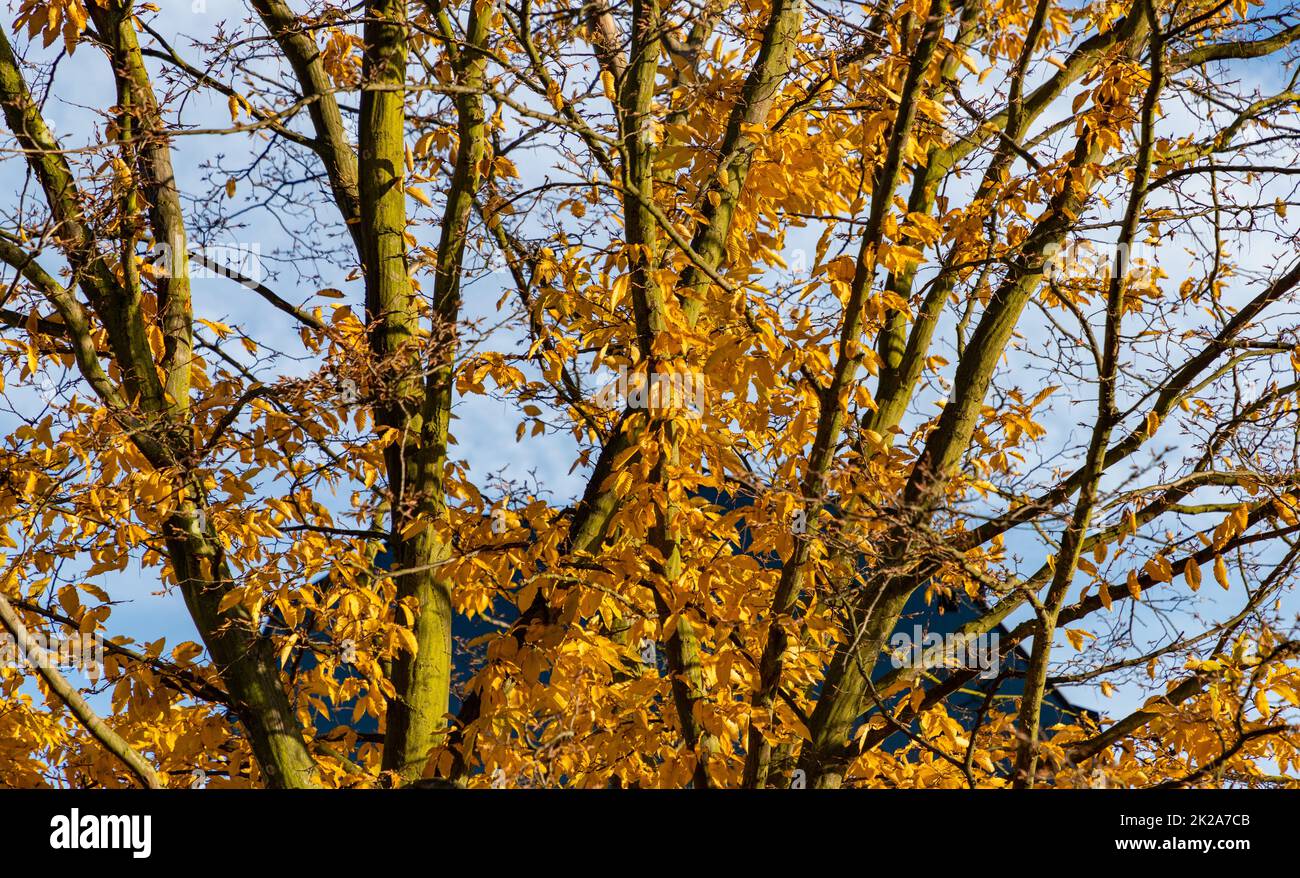 Fall Yellow Foliage Stock Photo - Alamy