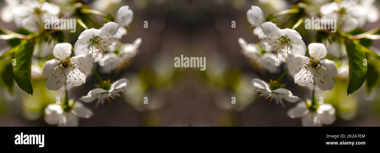 Defocus fresh spring branches of cherry tree with flowers, natural ...