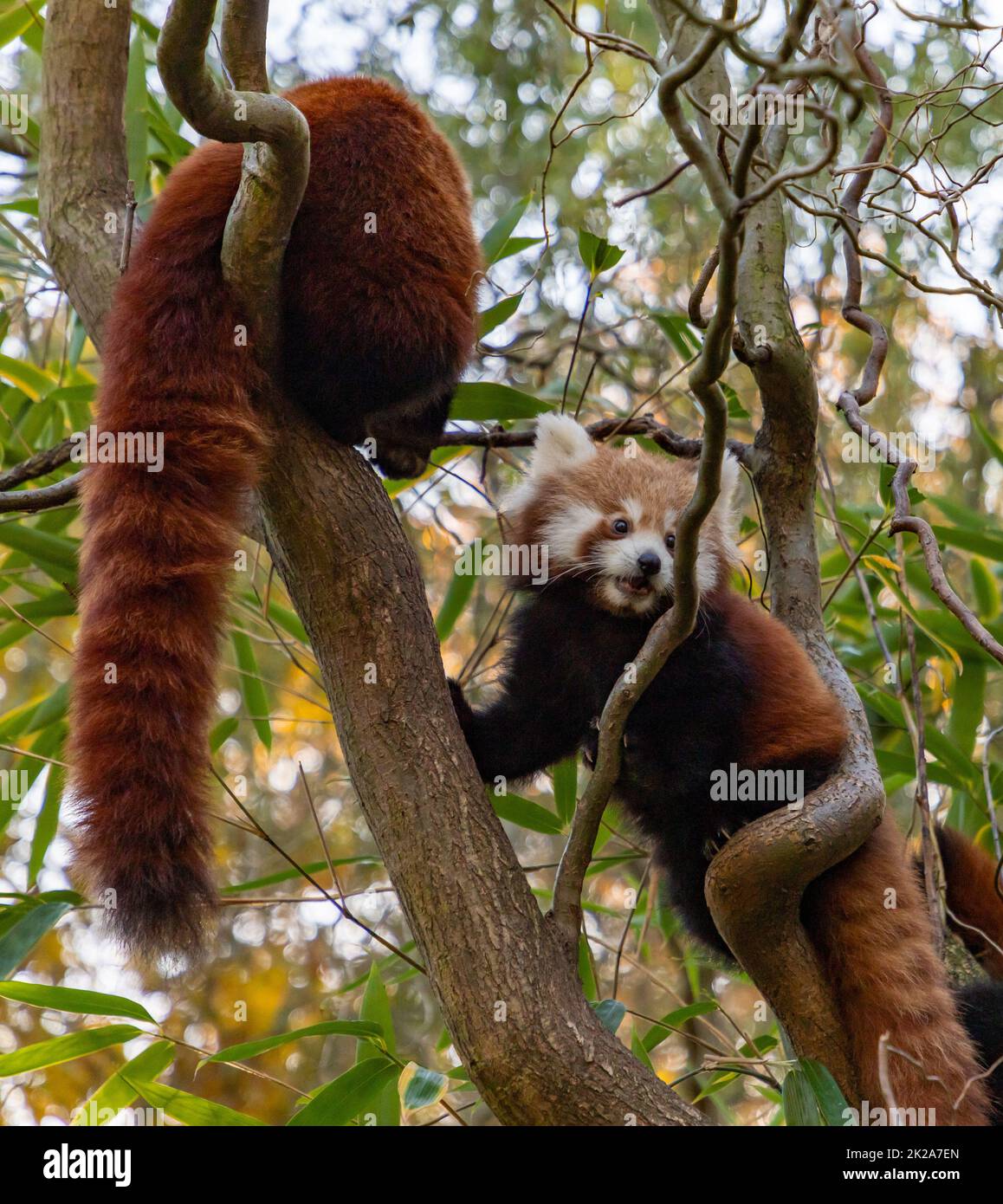 Pandas hi-res stock photography and images - Alamy