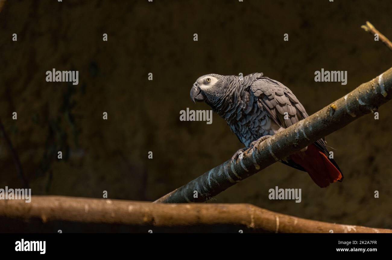 Czech parrot hi-res stock photography and images - Alamy