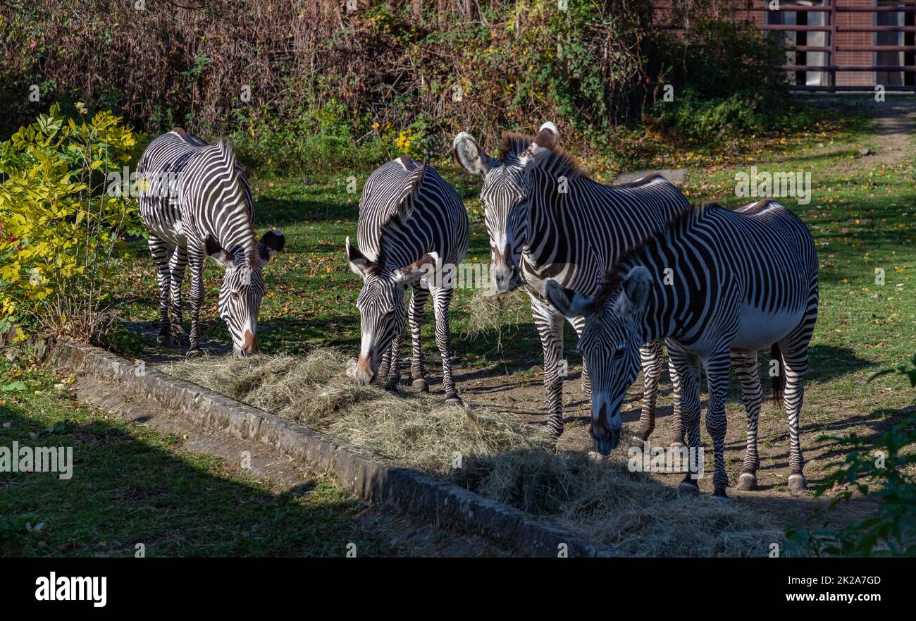 Grevy s hi-res stock photography and images - Alamy