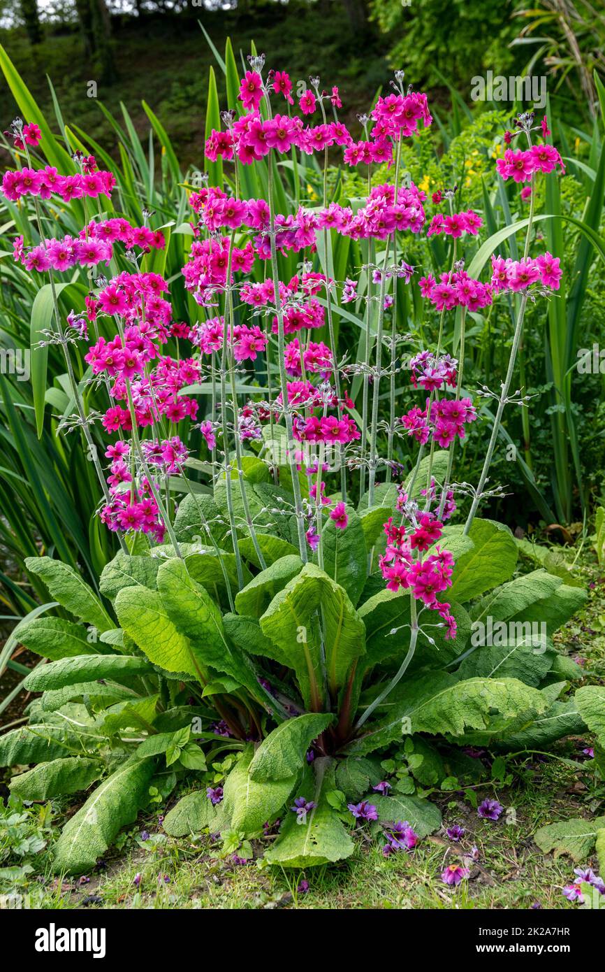 Bright pink Primula beesiana (candelabra primula) in spring at ...