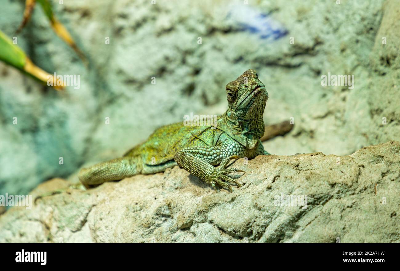 Amboina Sail Finned Lizard Stock Photo - Alamy