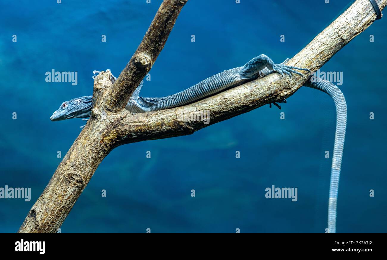 Blue Spotted Tree Monitor Stock Photo - Alamy