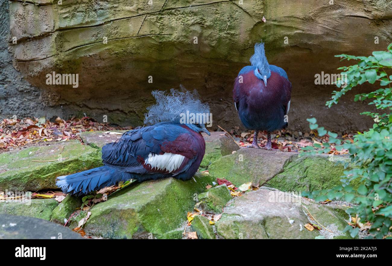 Sclater's Crowned Pigeons Stock Photo - Alamy