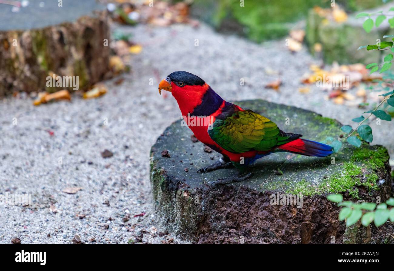 Black Capped Lory Stock Photo - Alamy