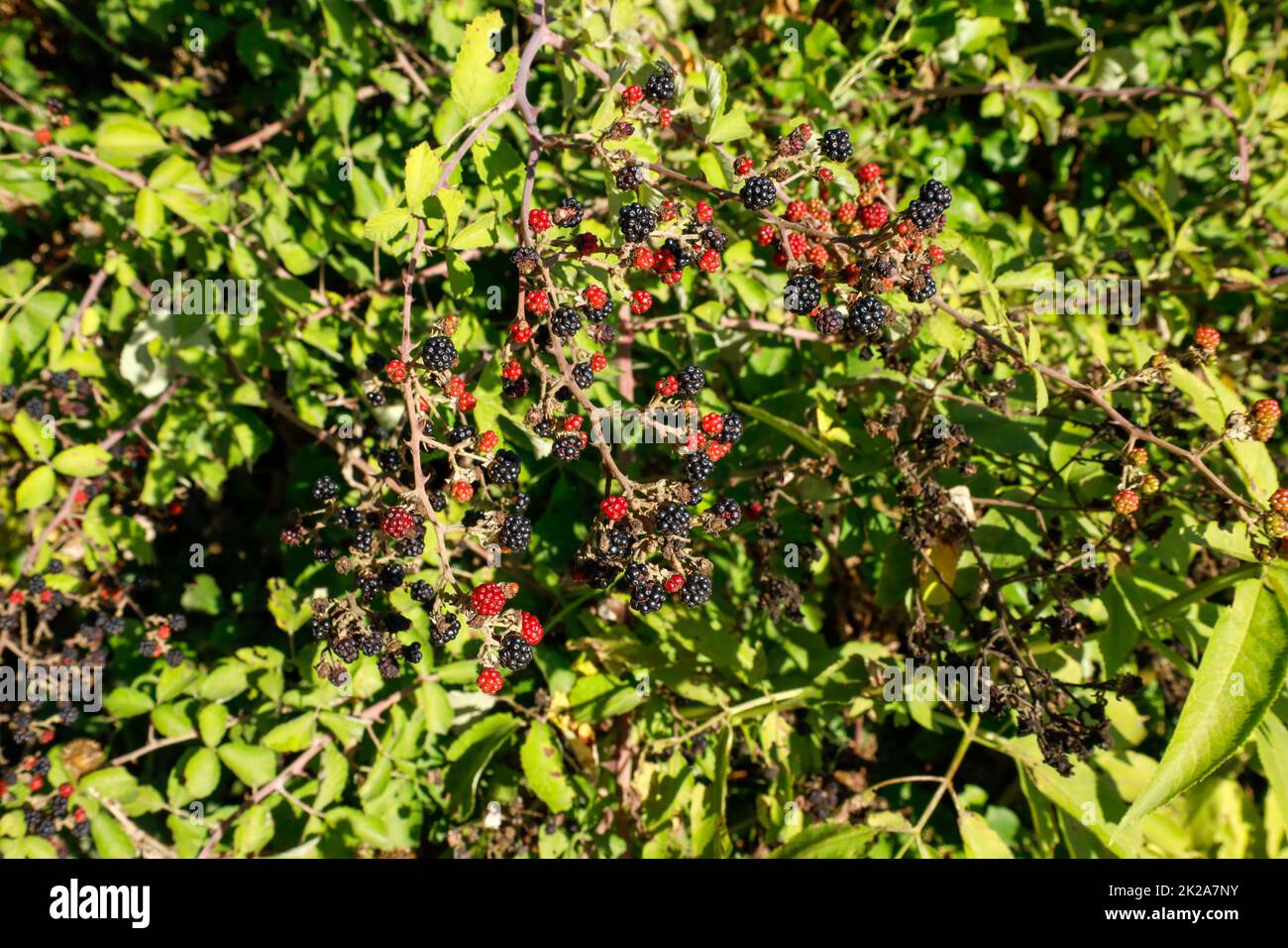Blooming mulberry tree. Black and red mulberries on the branch of tree ...