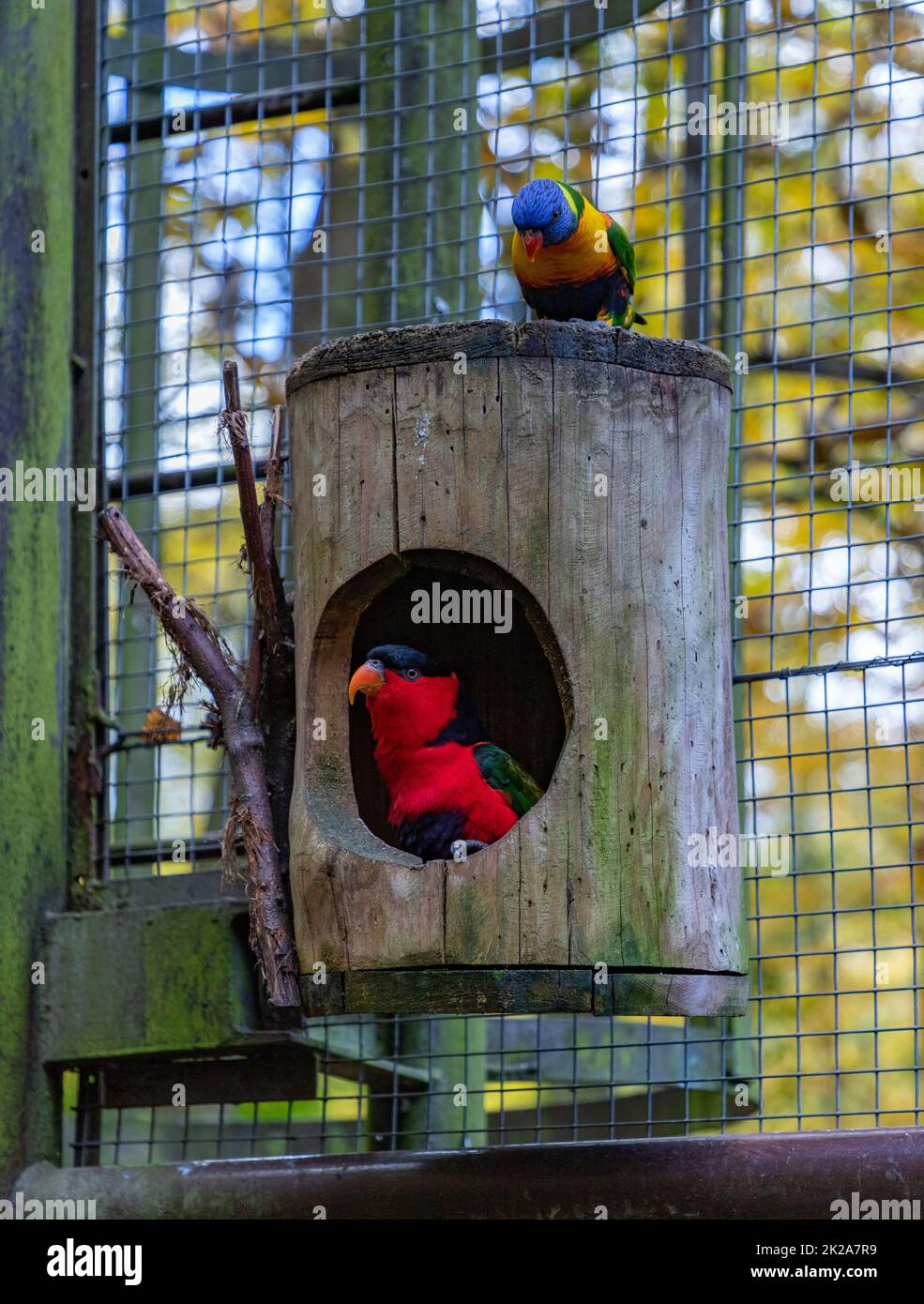 Black Capped Lory and Rainbow Lorikeet Stock Photo - Alamy