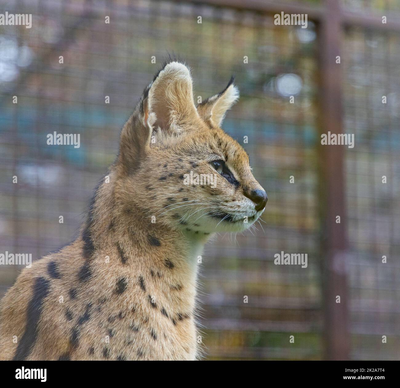 Zoo serval hi-res stock photography and images - Alamy