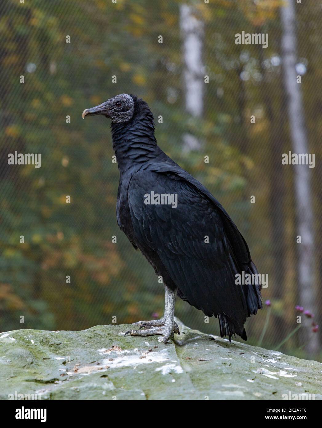 American vulture hi-res stock photography and images - Alamy