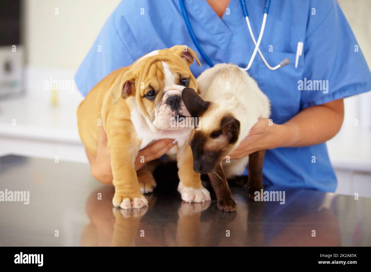 Young vet hi-res stock photography and images - Alamy