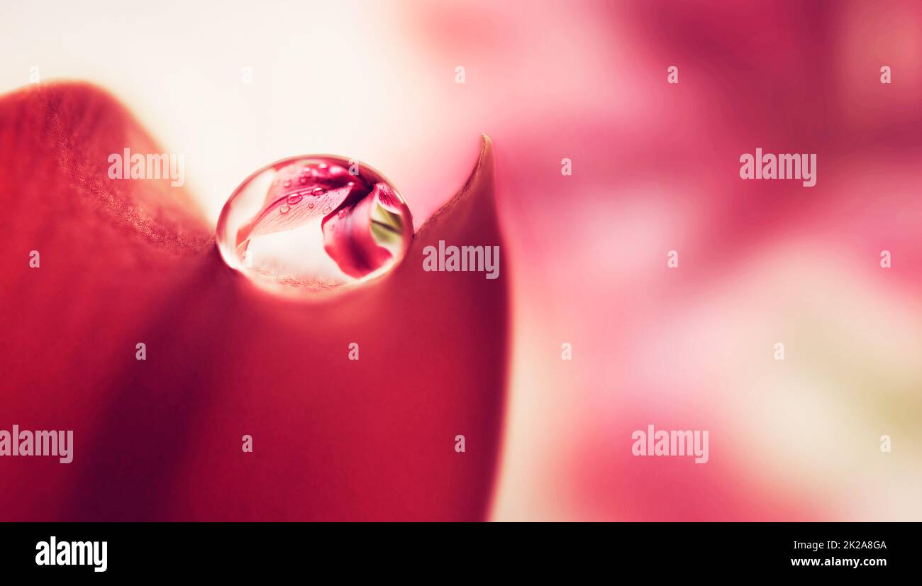 The first drop of morning water. Closeup shot of a water droplet on a ...