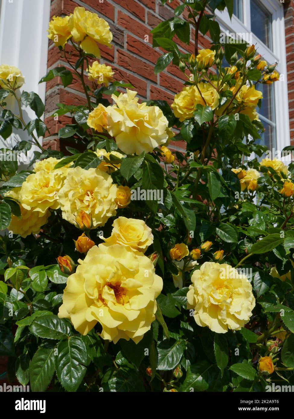 Yellow roses in front of a brick house Stock Photo - Alamy