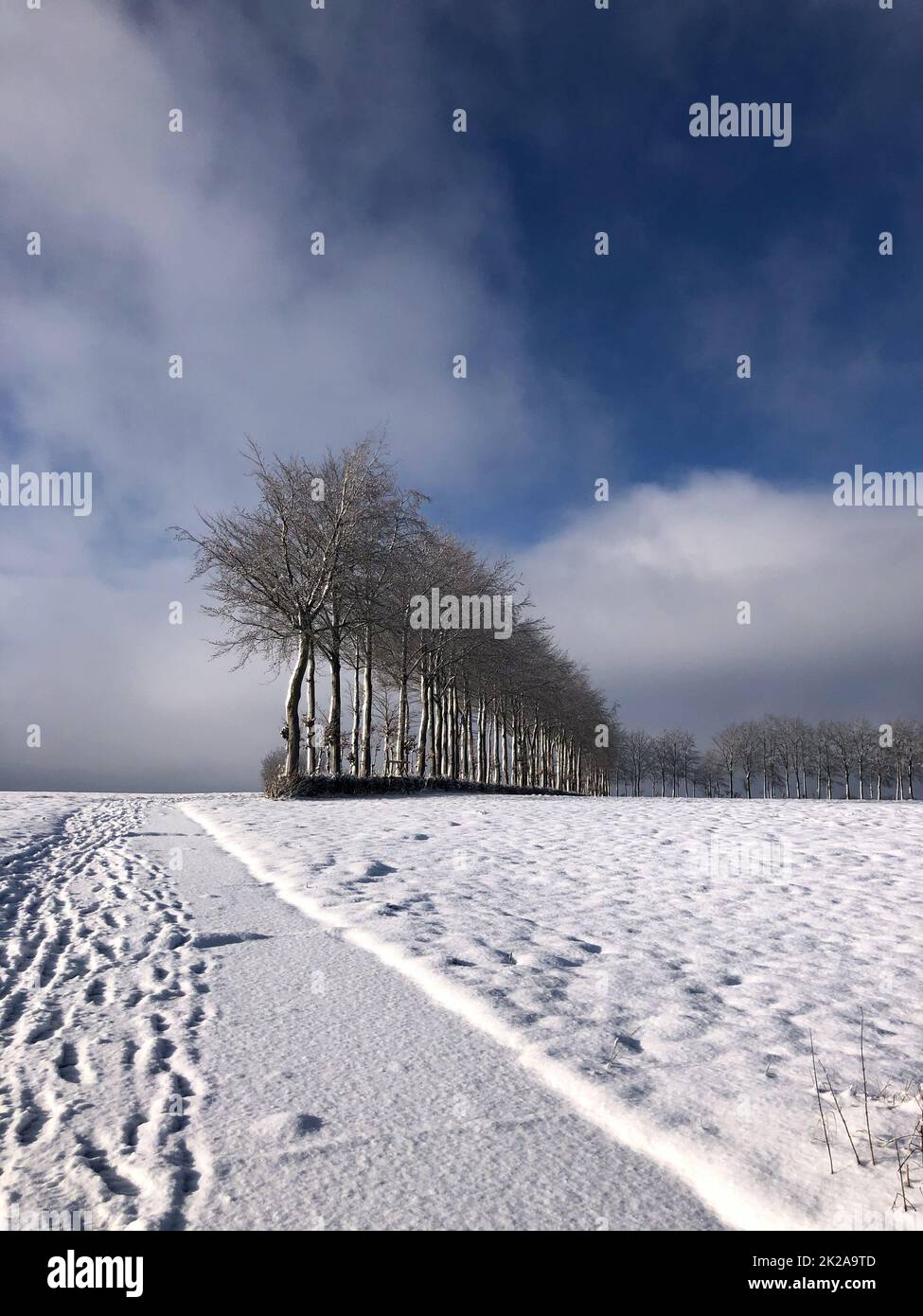 snowy path with trees Stock Photo - Alamy