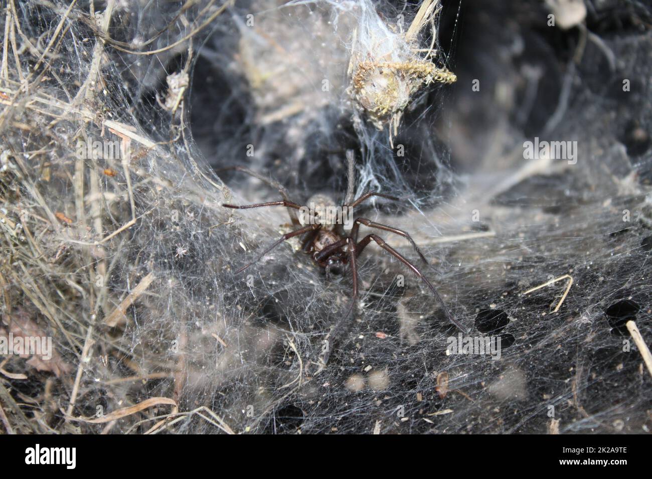 Dust spider hi-res stock photography and images - Alamy