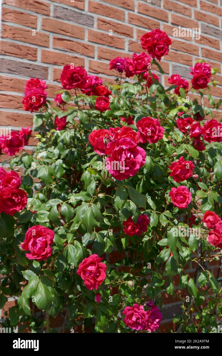 Red brick wall with flowers hi-res stock photography and images - Alamy