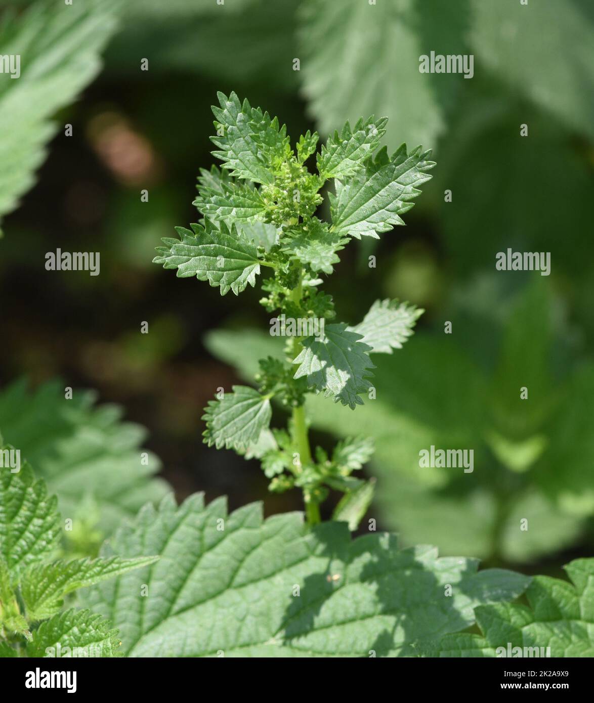 Small nettle,urtica urens,wild herbs,wild vegetables,nettles,small ...