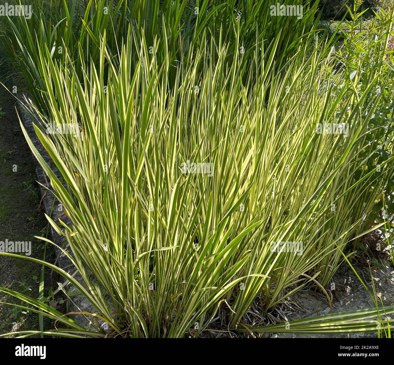 Kalmus Weissbunter,Acorus calamus,is an aquatic plant with white ...