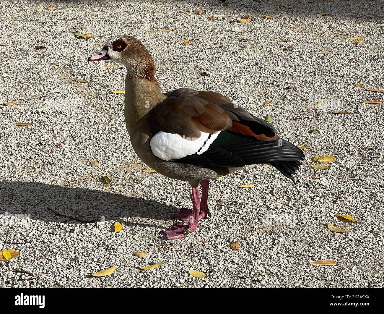 Nile goose,Alopochen aegyptiacus Stock Photo - Alamy