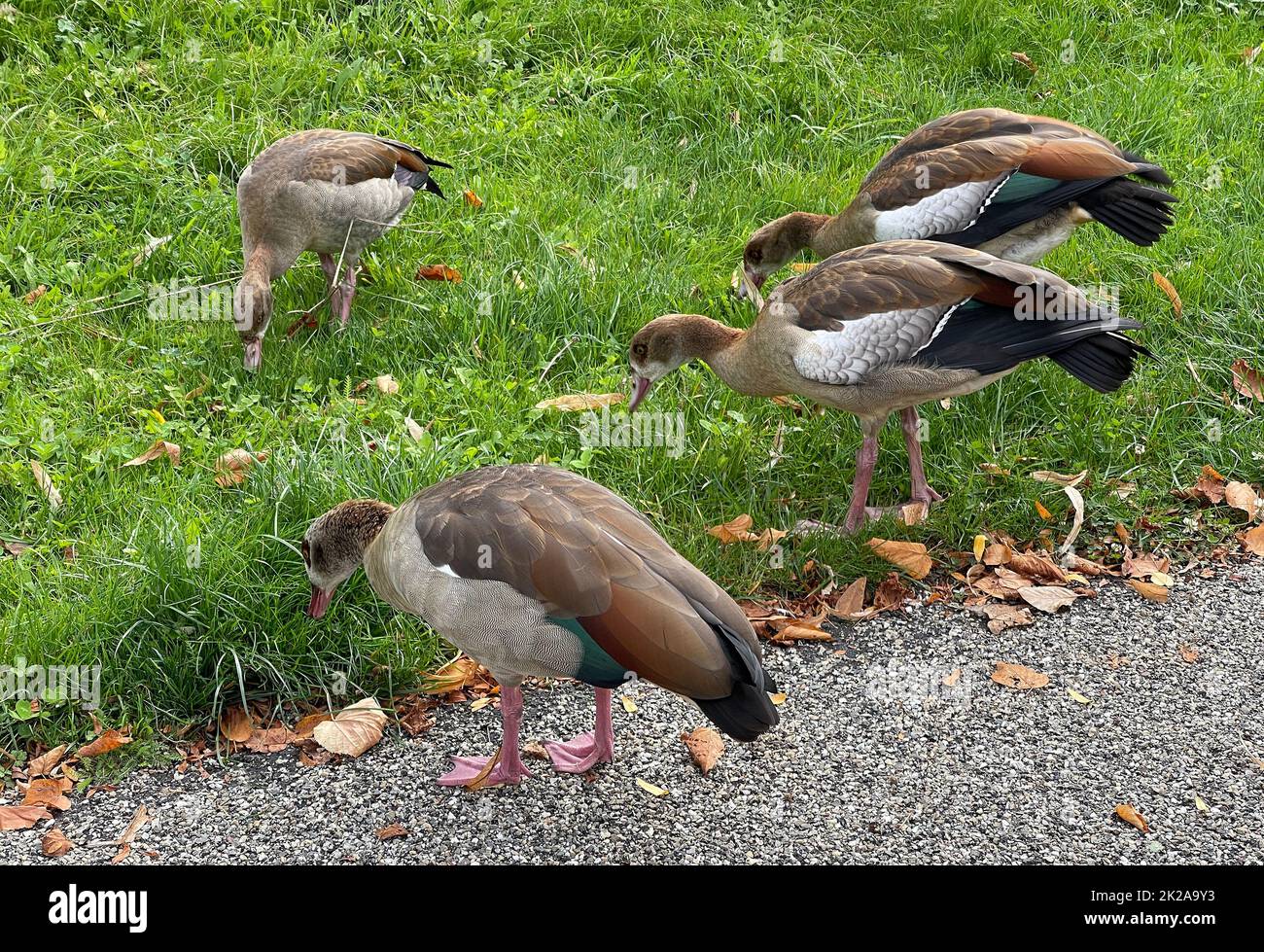 Nile goose,Alopochen aegyptiacus Stock Photo - Alamy