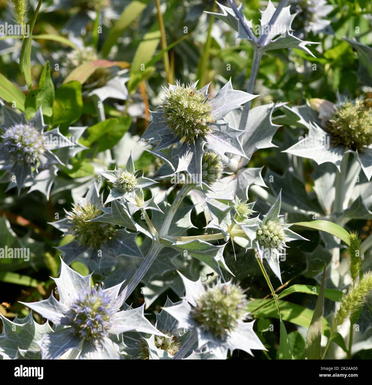 Beach thistle,Eryngium maritimum Stock Photo - Alamy