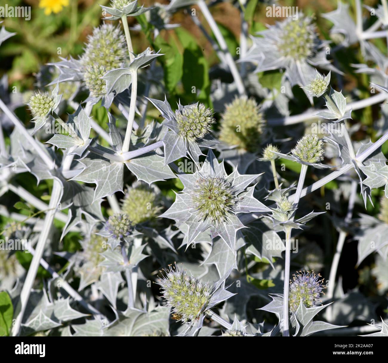 Beach thistle,Eryngium maritimum Stock Photo - Alamy