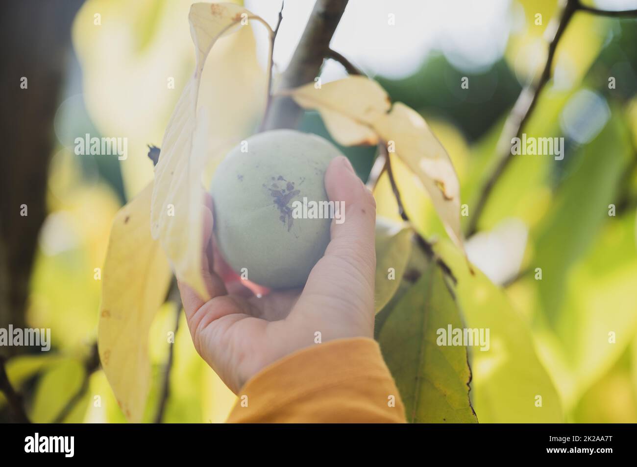 Hand of a child picking a ripe asimina fruit growing on a paw paw tree ...