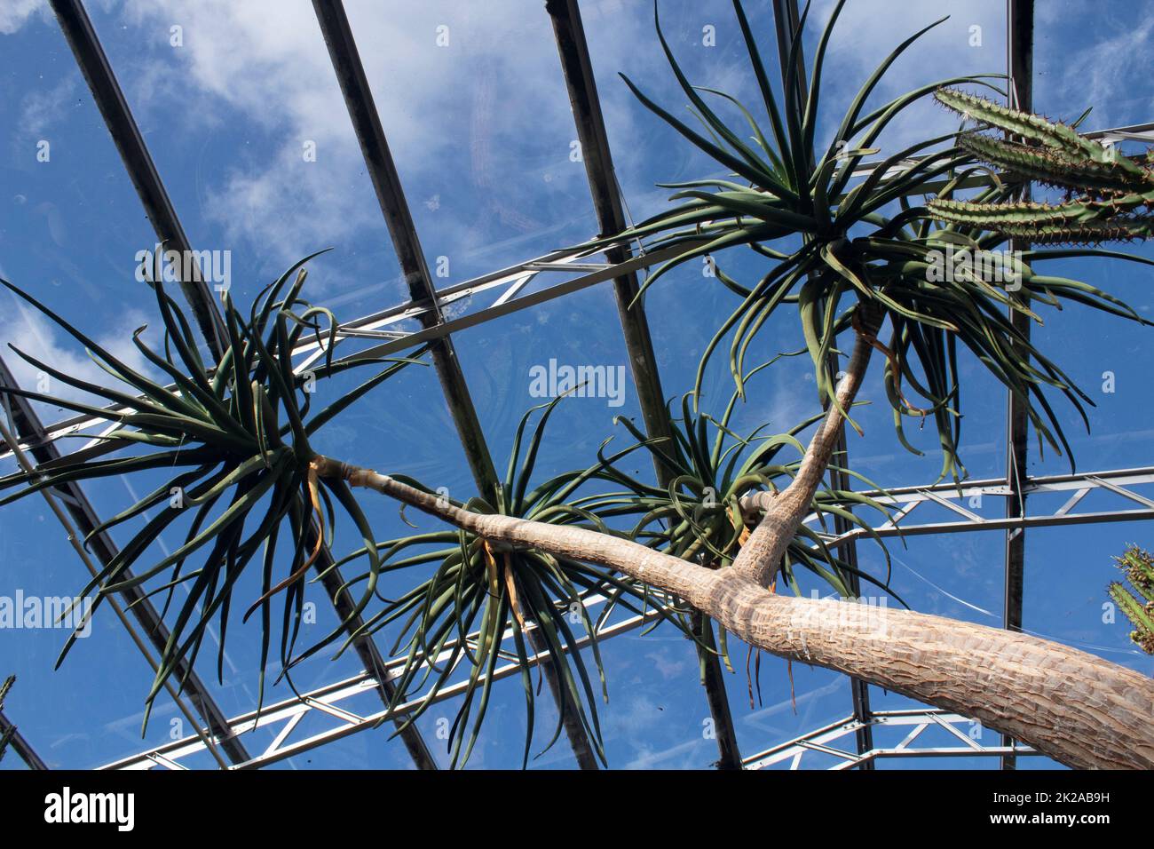 Cacti and succulents in the cactus house at Inverness Botanic Gardens ...