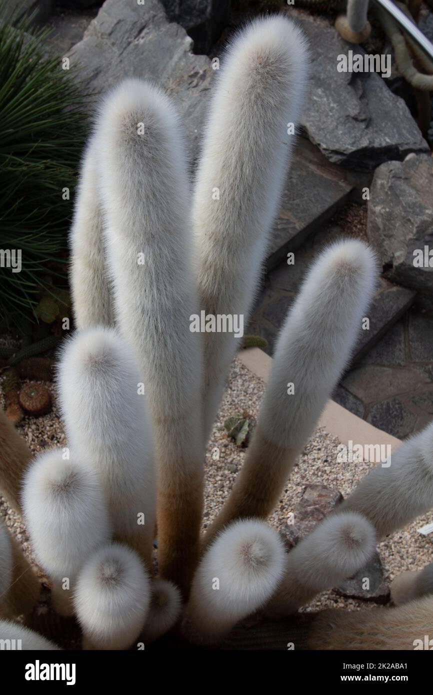 Cacti and succulents in the cactus house at Inverness Botanic Gardens ...