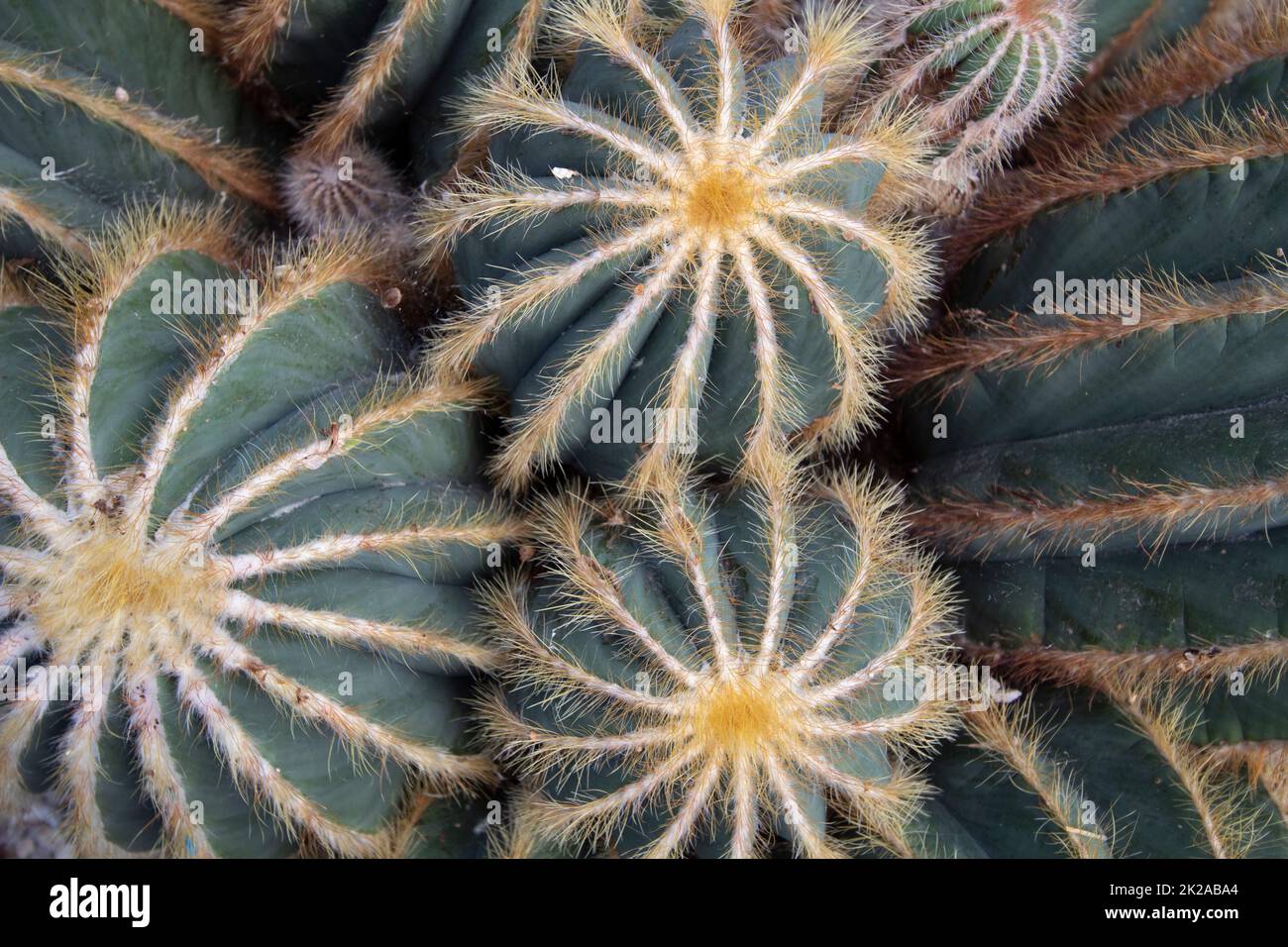 Cacti and succulents in the cactus house at Inverness Botanic Gardens ...