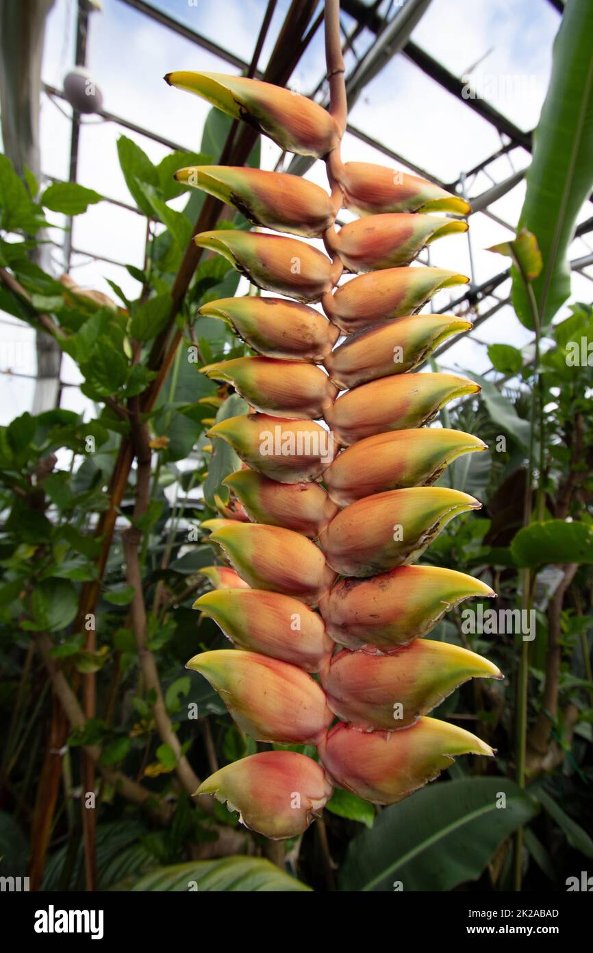 Seed pods in the Tropical House, Inverness Botanic Gardens, Inverness ...