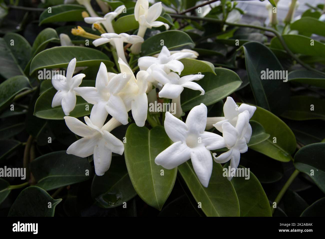 Jasmine flowers in the Tropical House, Inverness Botanic Gardens ...