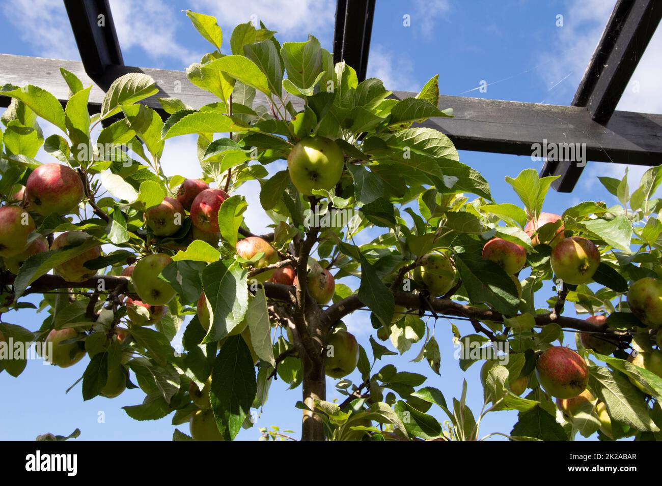 Red falstaff apple tree hi-res stock photography and images - Alamy