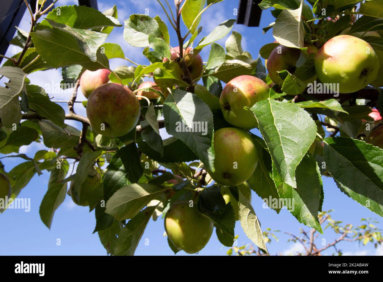 Malus domestica - Red Falstaff - apples in Inverness Botanic Gardens ...
