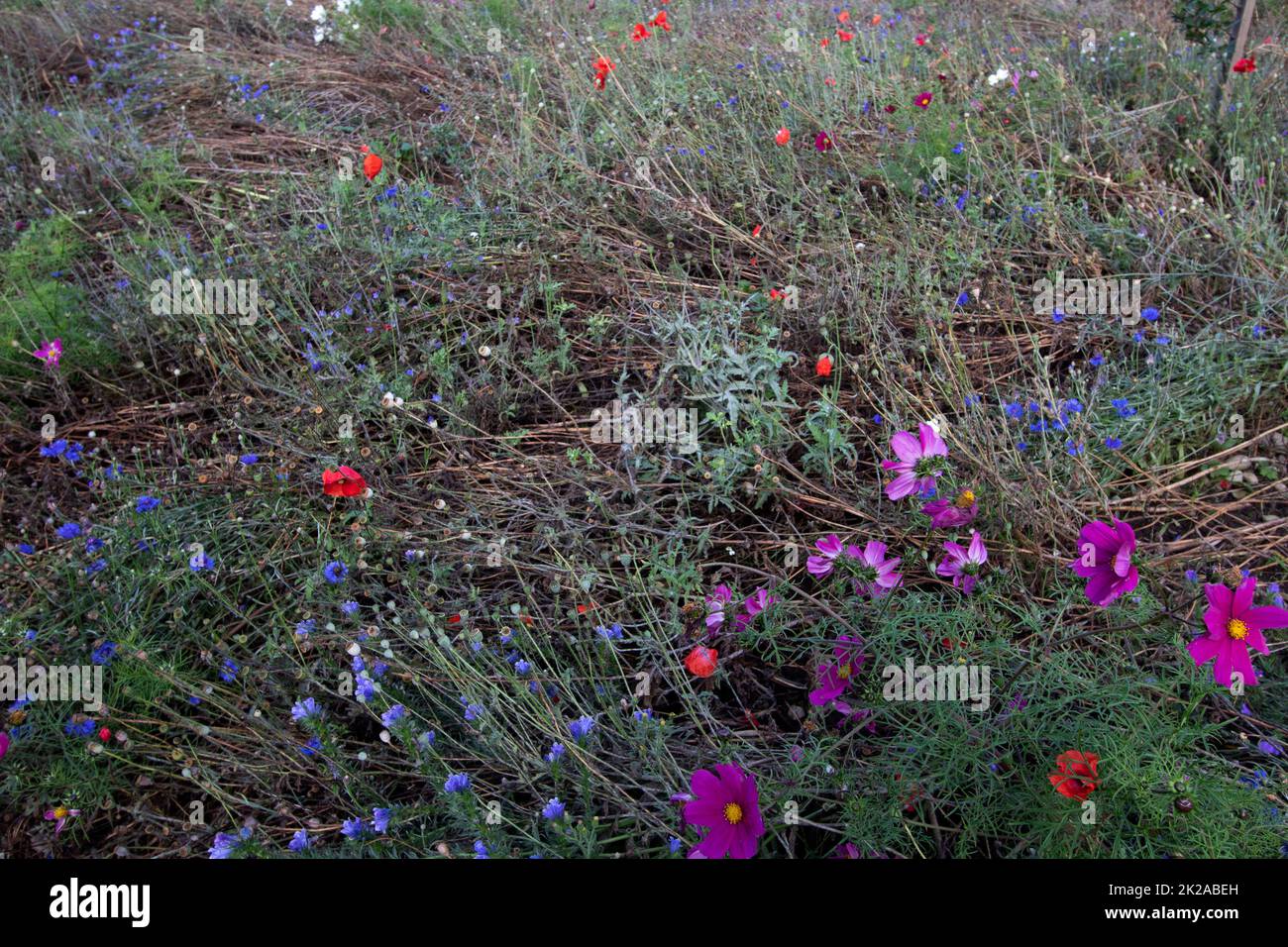 Rewilding with wildflowers hi-res stock photography and images - Alamy